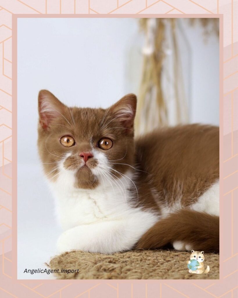 British Shorthair Female - Cinnamon Bicolor (BSH o 03) - Angelic Agent