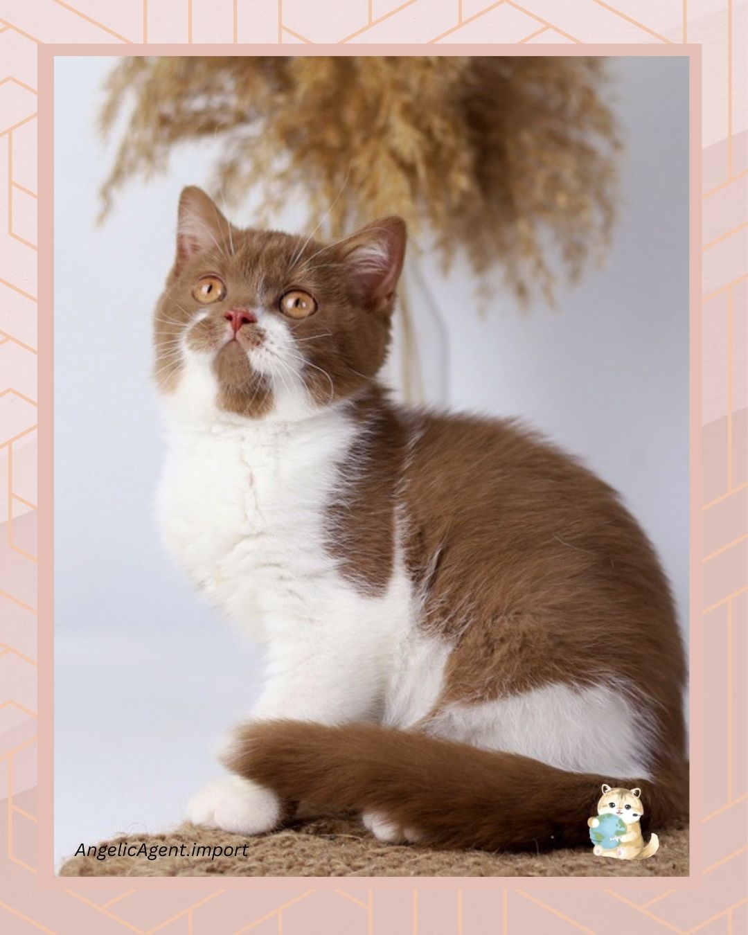 British Shorthair Female - Cinnamon Bicolor (BSH o 03) - Angelic Agent