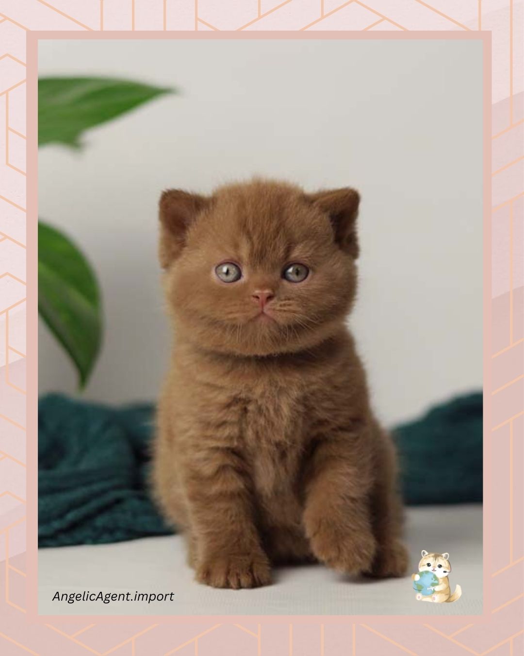 British Shorthair Male – Cinnamon (BSH o) - Angelic Agent