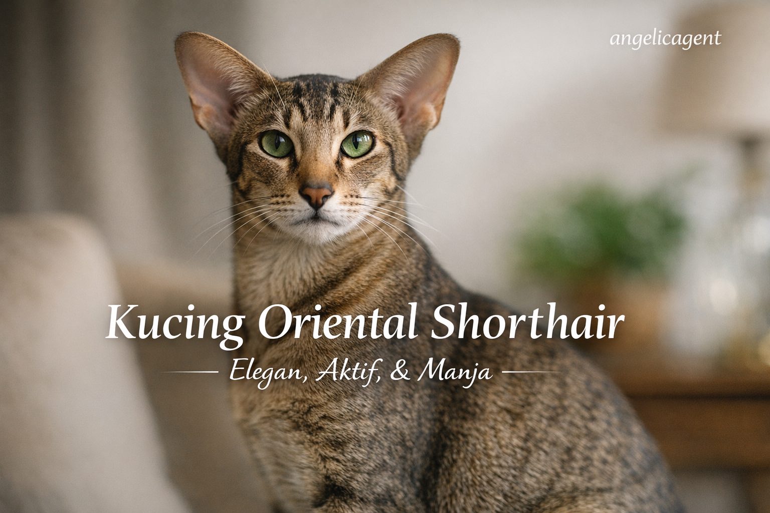 Kucing Oriental Shorthair: Si Elegan Aktif dengan Kepribadian Super ...